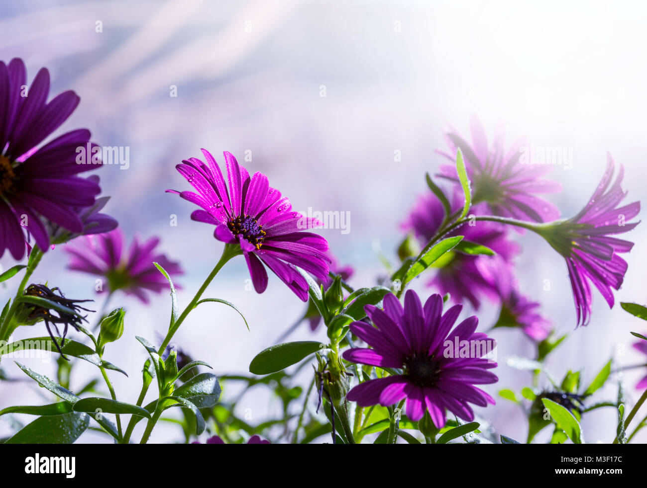 Amazing colorful flowers in spring garden Stock Photo - Alamy