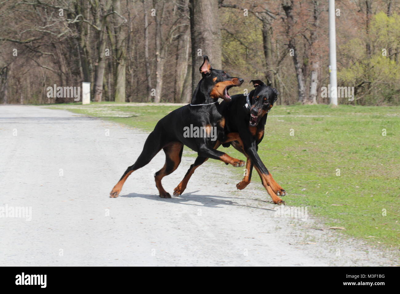 Two dobermans hi-res stock photography and images - Alamy