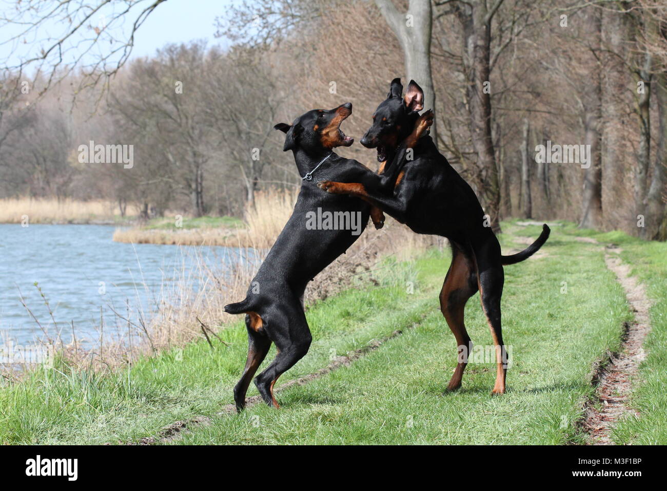 Two dogs dobermans standing Stock Photo - Alamy