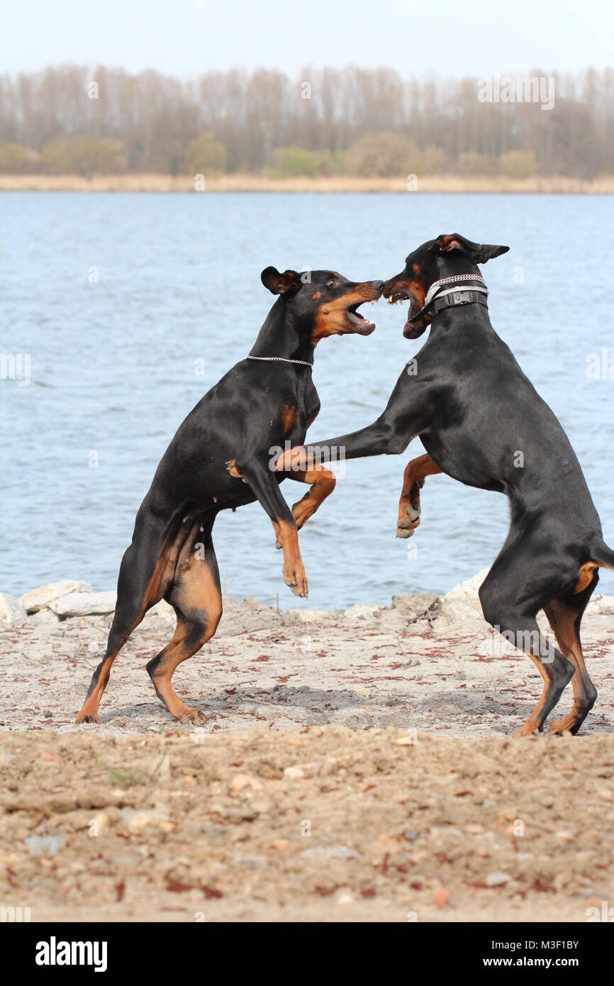 Dobermann natural ears hi-res stock photography and images - Alamy