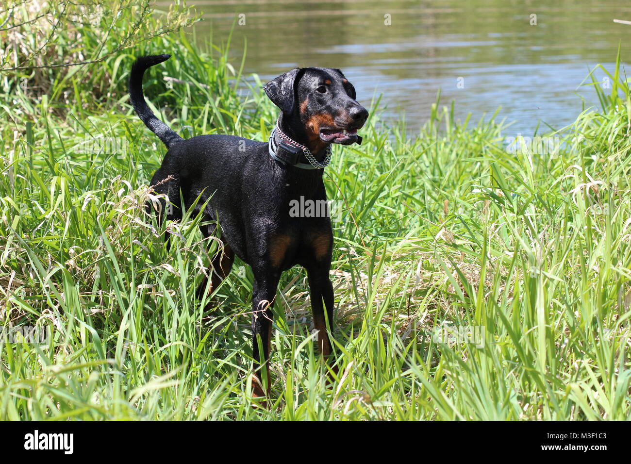 Standing wet dog doberman Stock Photo - Alamy