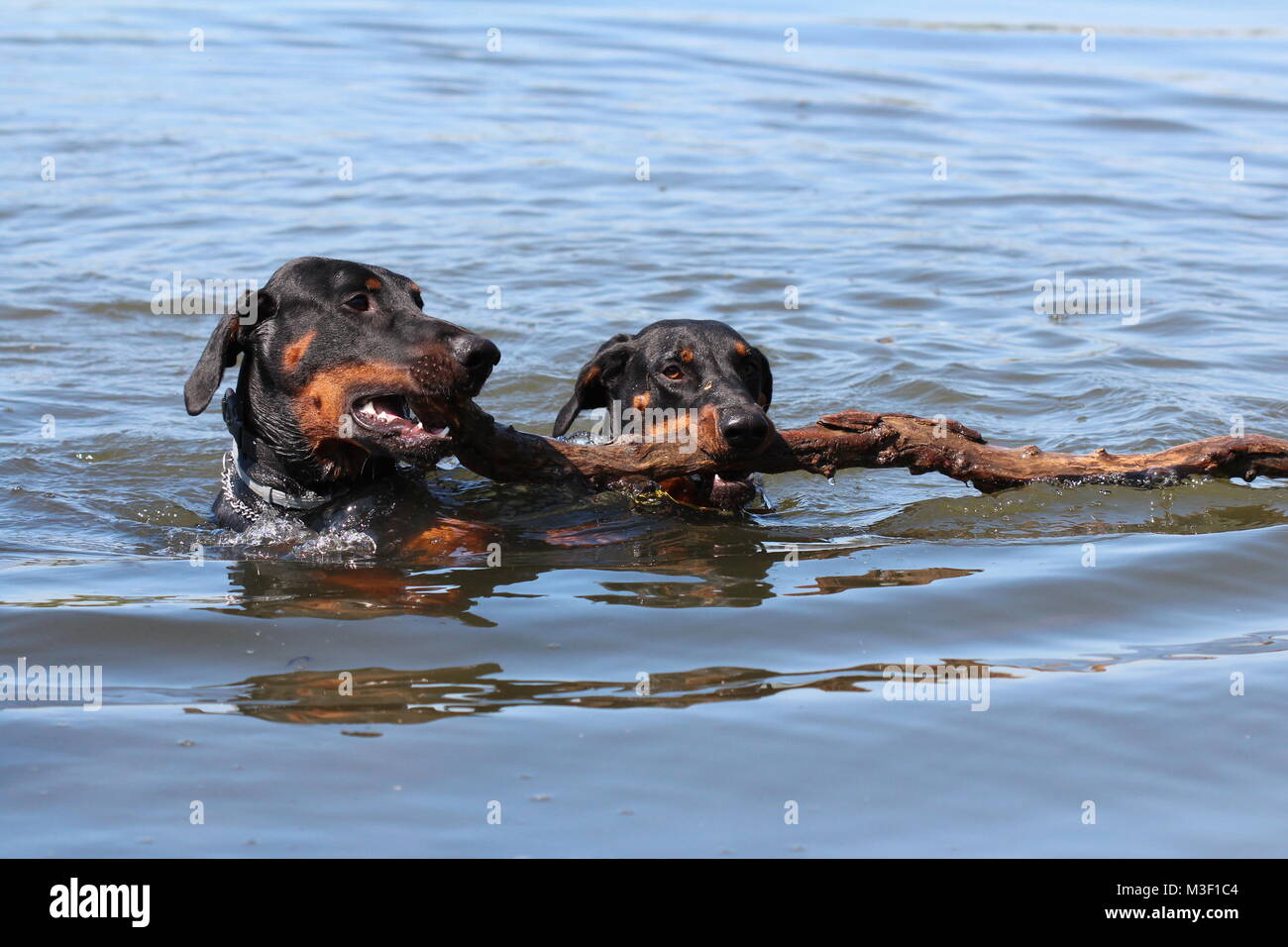 Two dogs swimming Stock Photo - Alamy