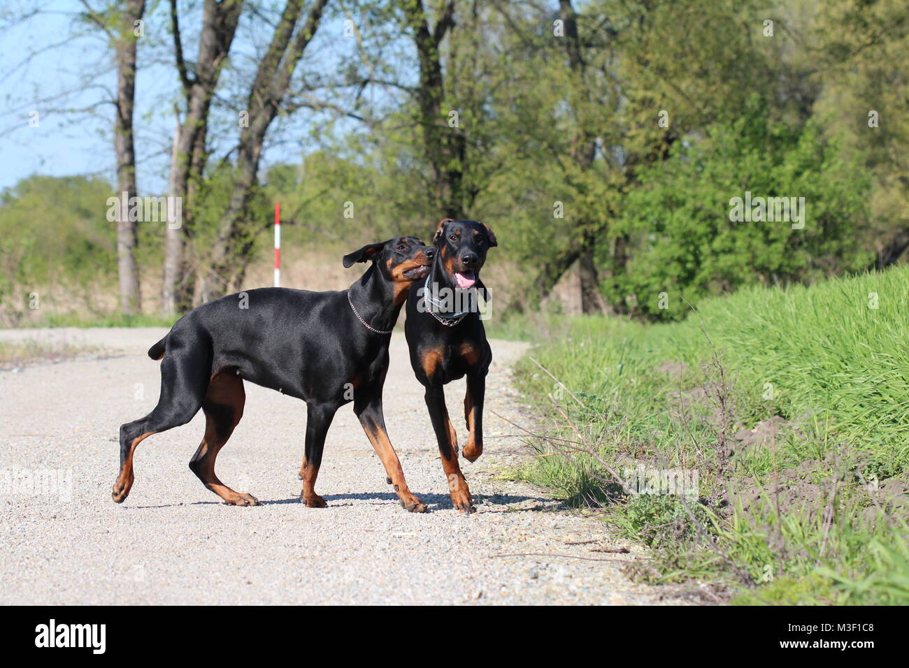 Two dogs dobermans love Stock Photo - Alamy