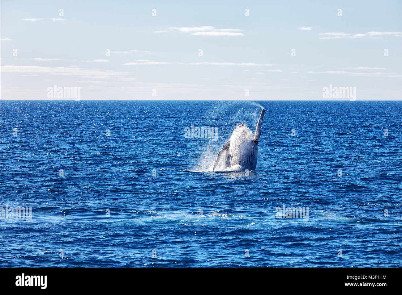 in australia a free whale in the ocean like concept of freedom Stock ...
