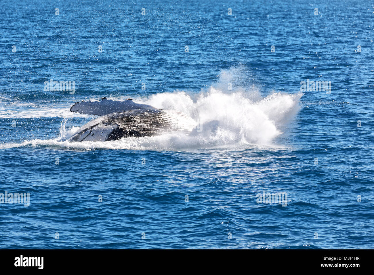 in australia a free whale in the ocean like concept of freedom Stock ...