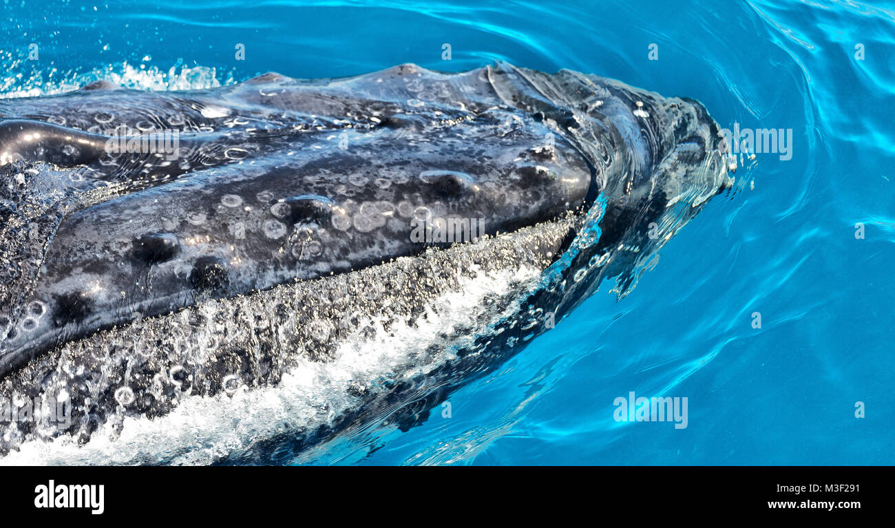 in australia a free whale in the ocean like concept of freedom Stock ...