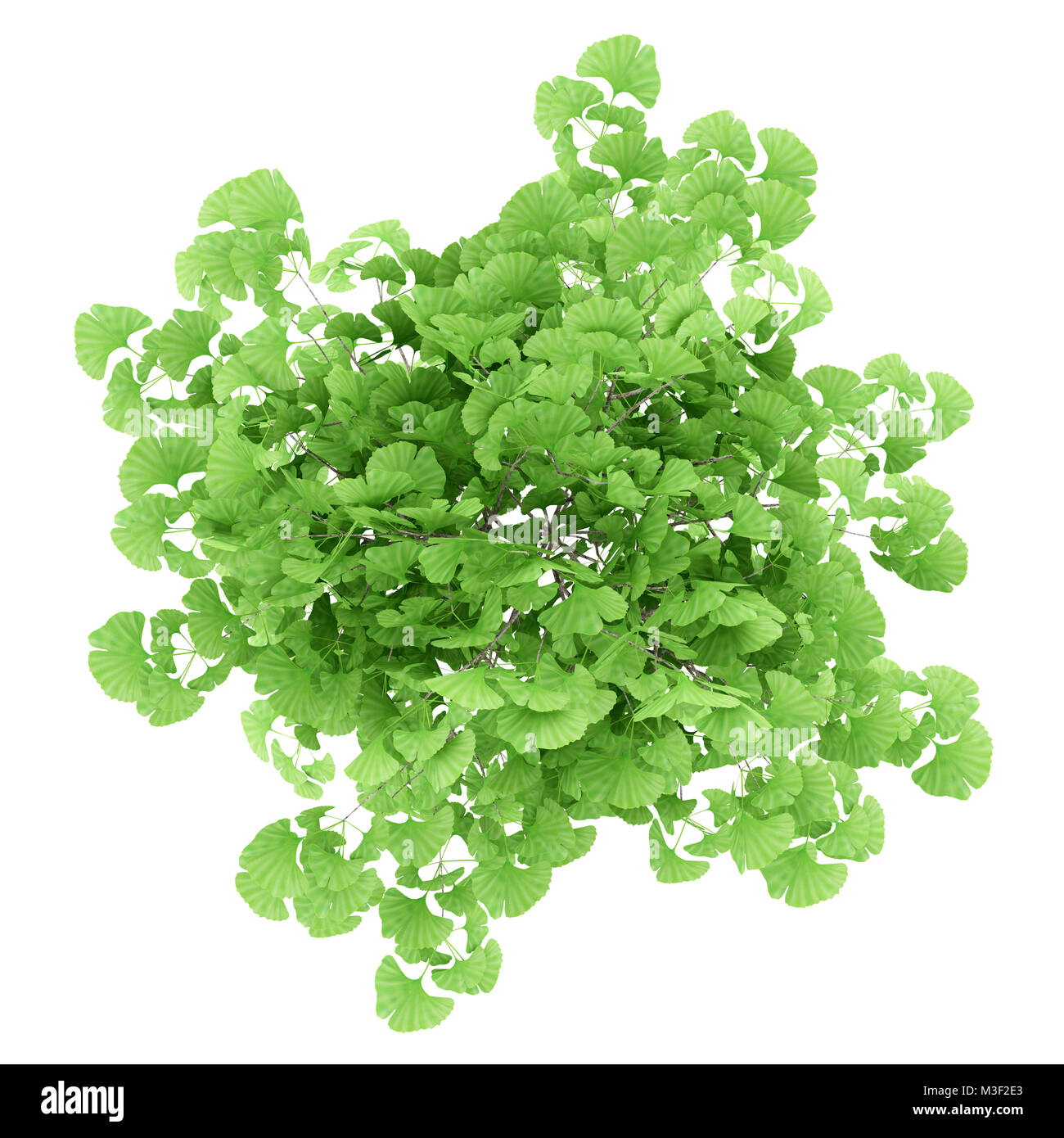 top view of ginkgo tree isolated on white background. 3d illustration ...