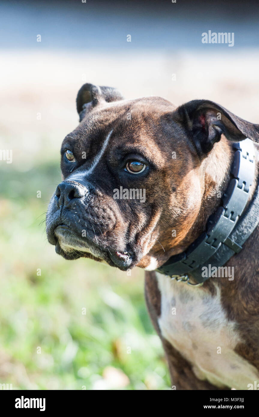 Pitbull dog hi-res stock photography and images - Alamy