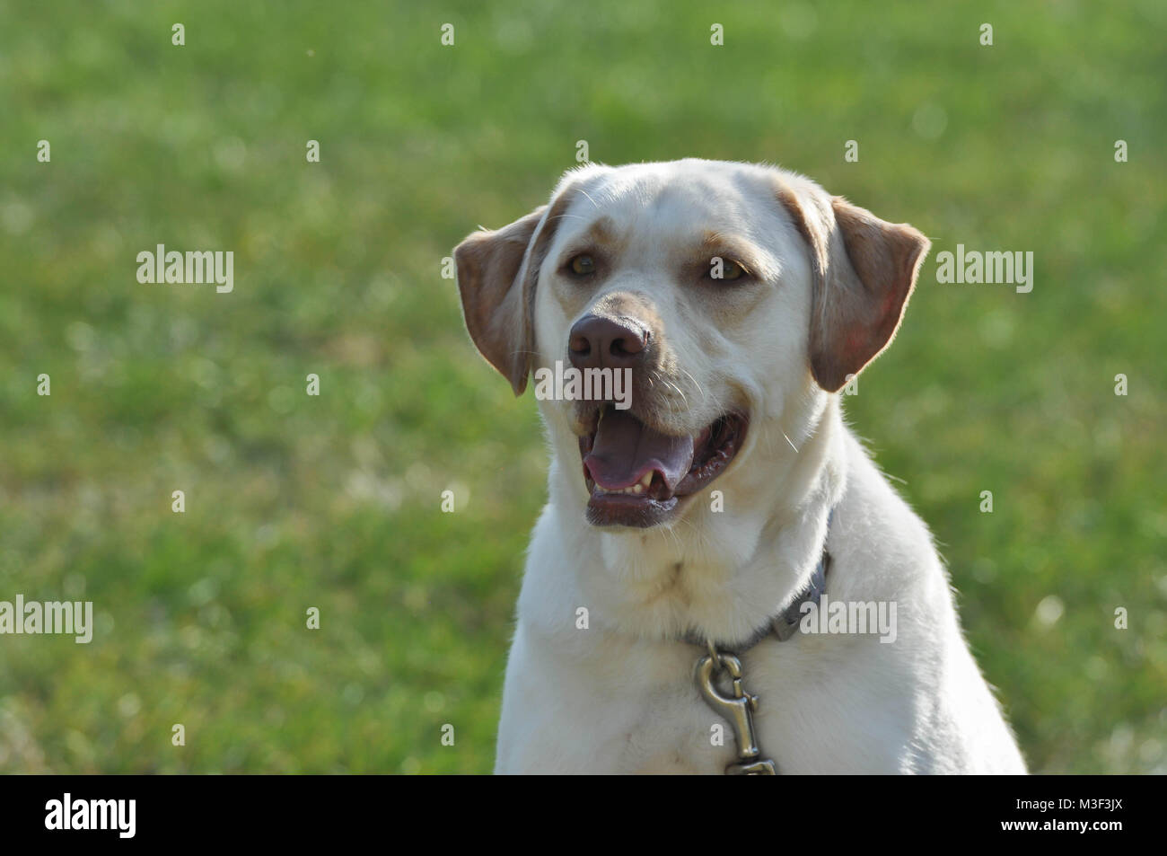 Yellow Labrador Dog Sitting Outside Stock Photo - Alamy