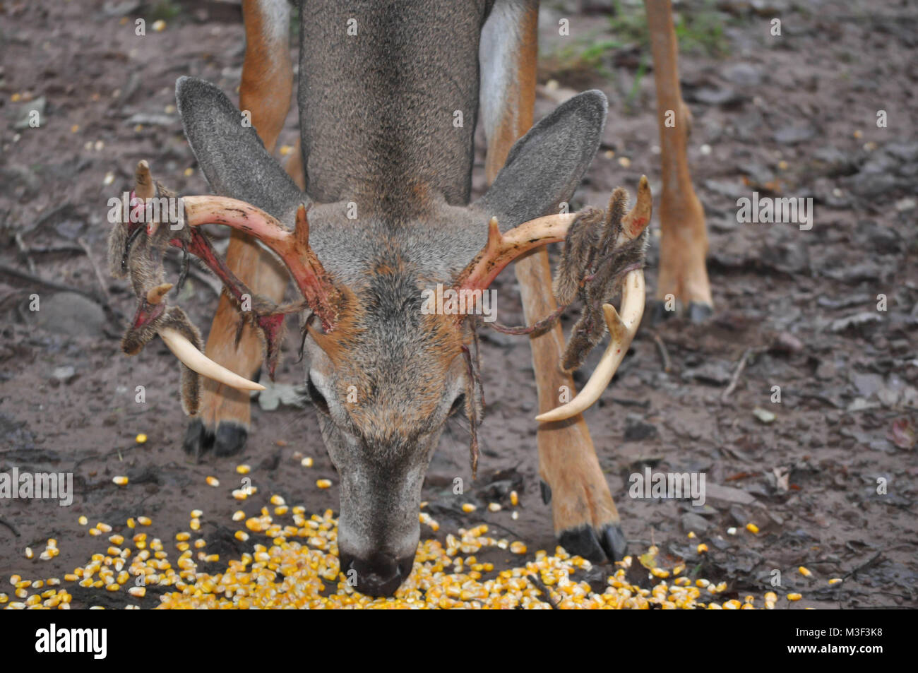 Whitetail Buck Deer with Velvet Shedding Antlers Stock Photo - Alamy