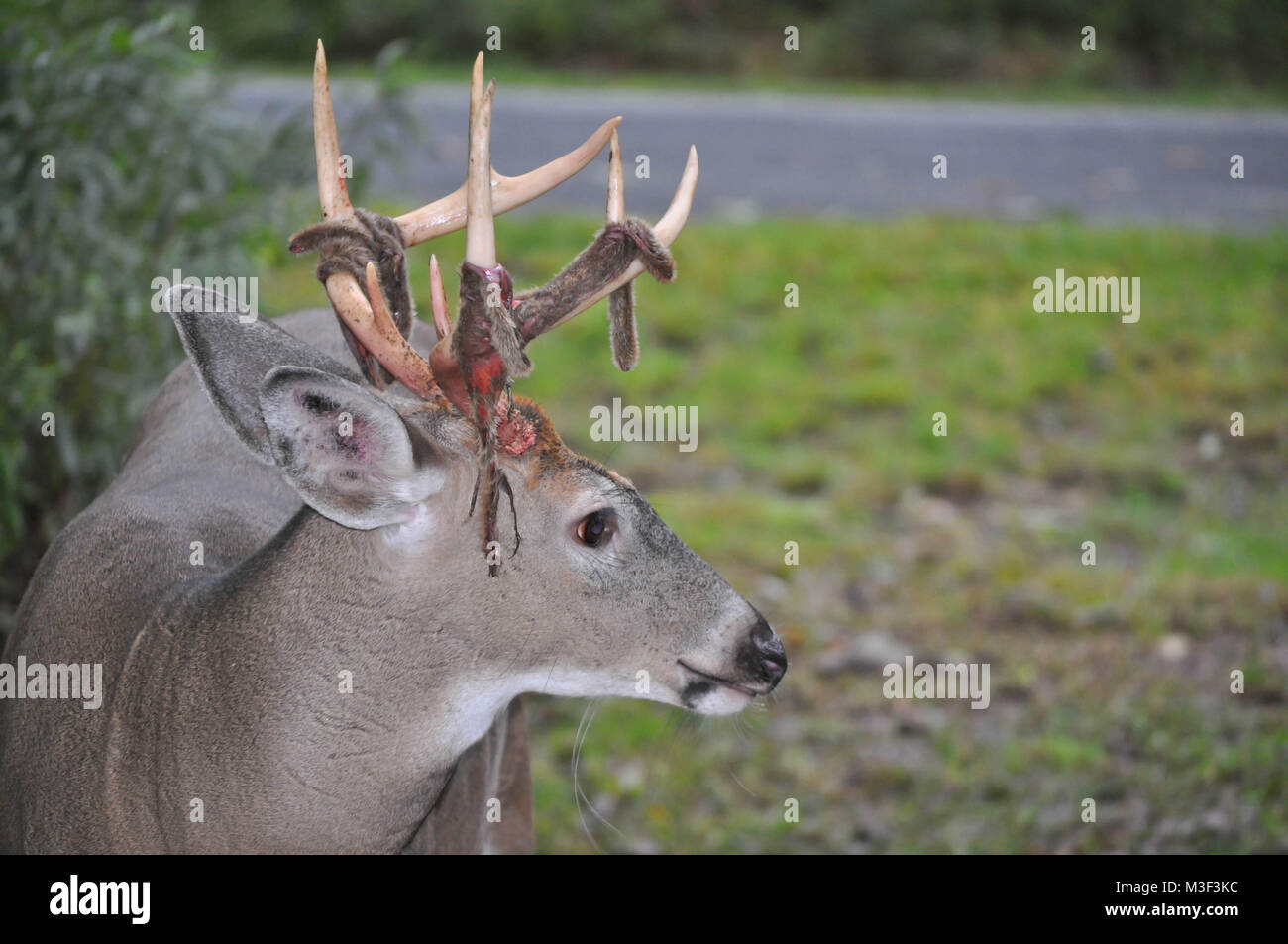 Whitetail Buck Deer with Velvet Shedding Antlers Stock Photo - Alamy