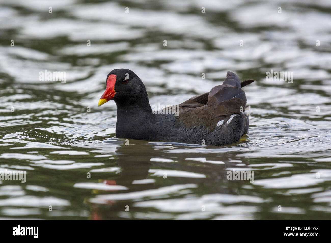 The Moorhen also known as Marsh Hen Stock Photo - Alamy