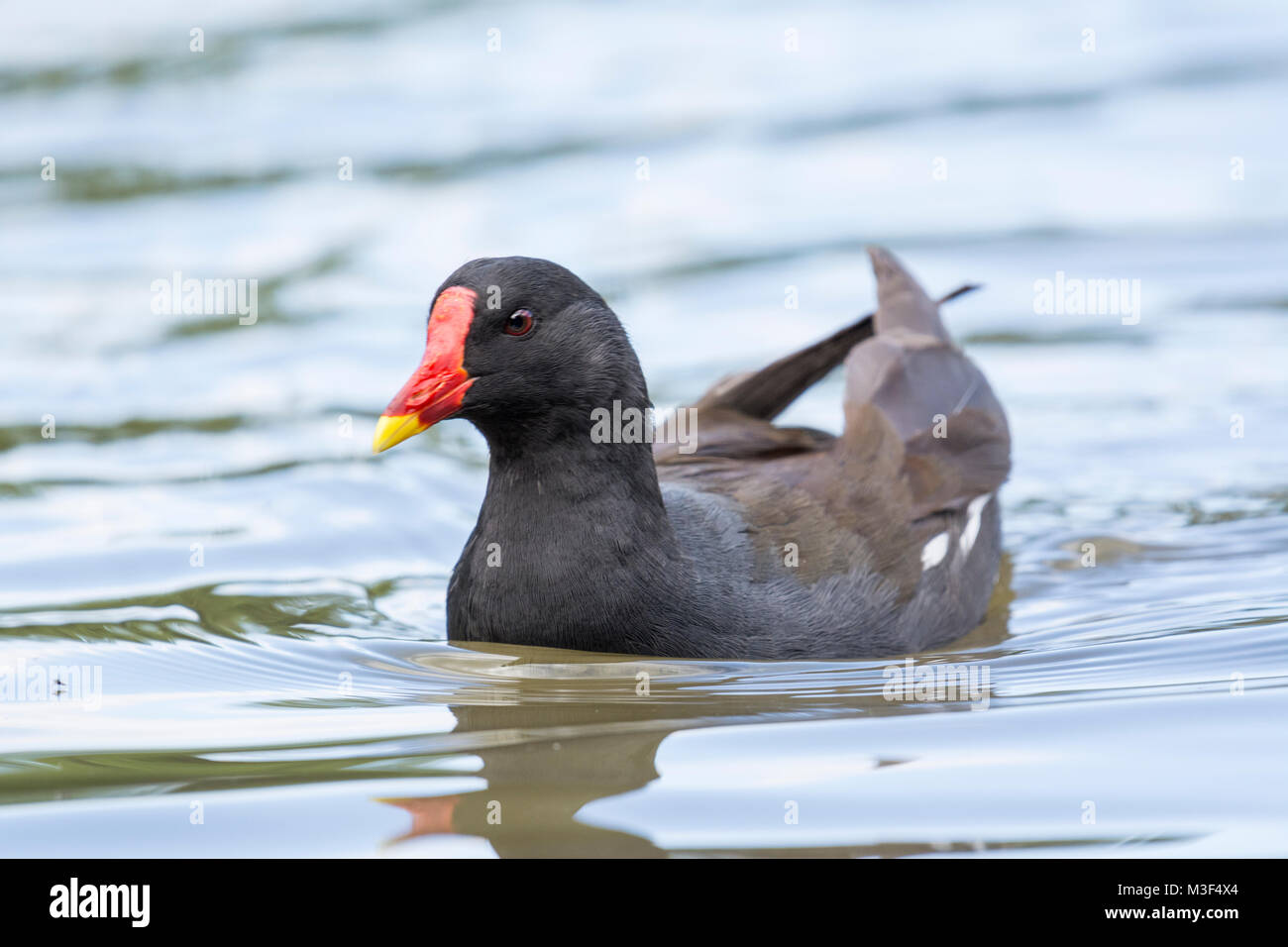 Marsh hen hi-res stock photography and images - Alamy