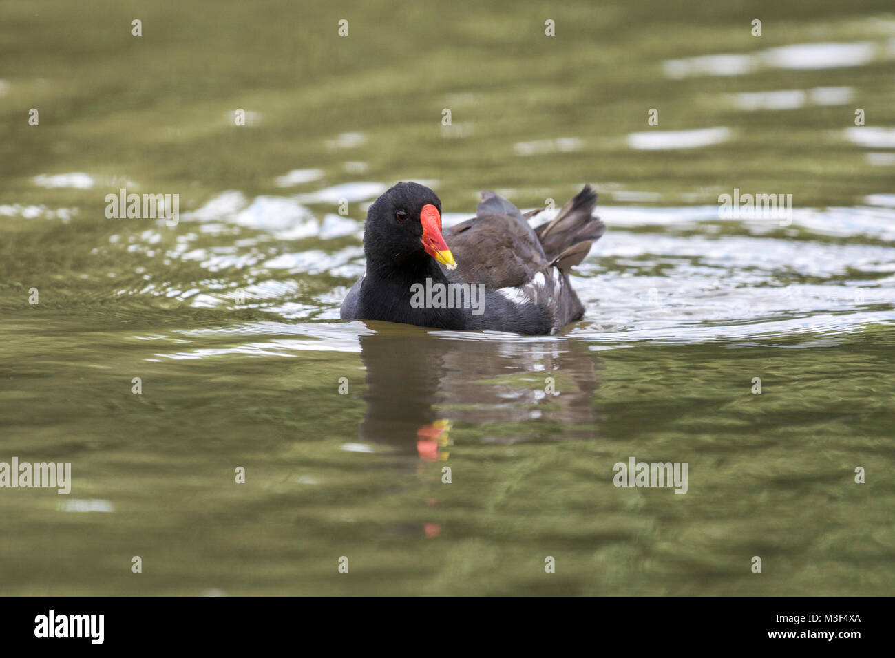 Marsh hen hi-res stock photography and images - Alamy