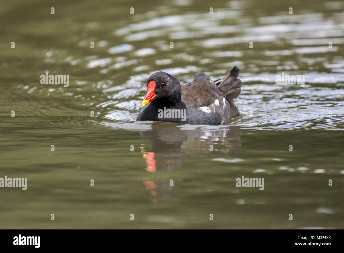 The Moorhen also known as Marsh Hen Stock Photo - Alamy