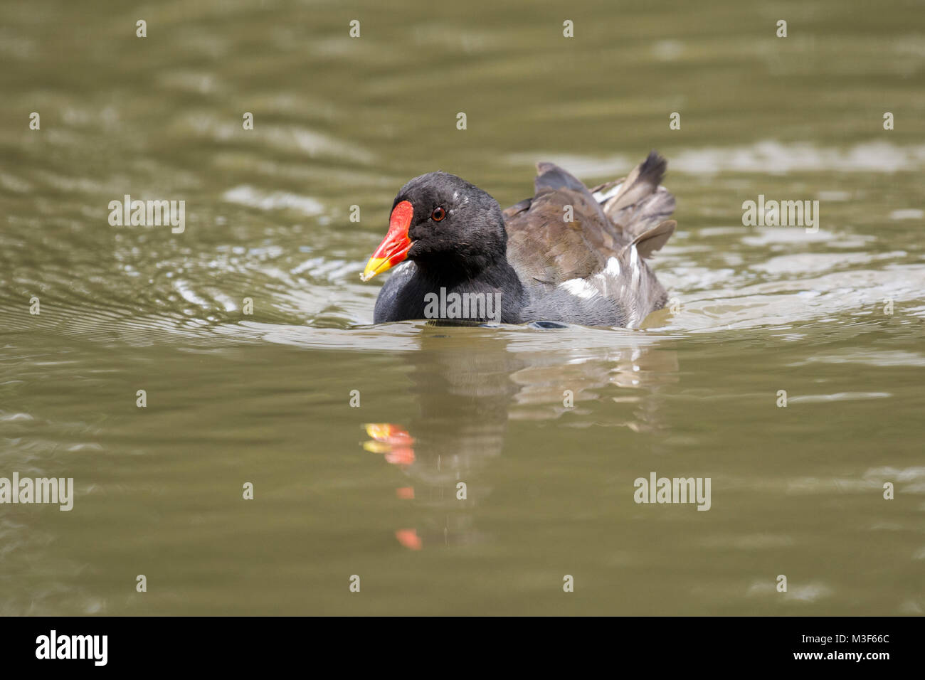 Marsh hen hi-res stock photography and images - Alamy