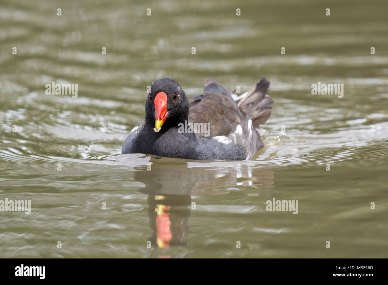 The Moorhen also known as Marsh Hen Stock Photo - Alamy