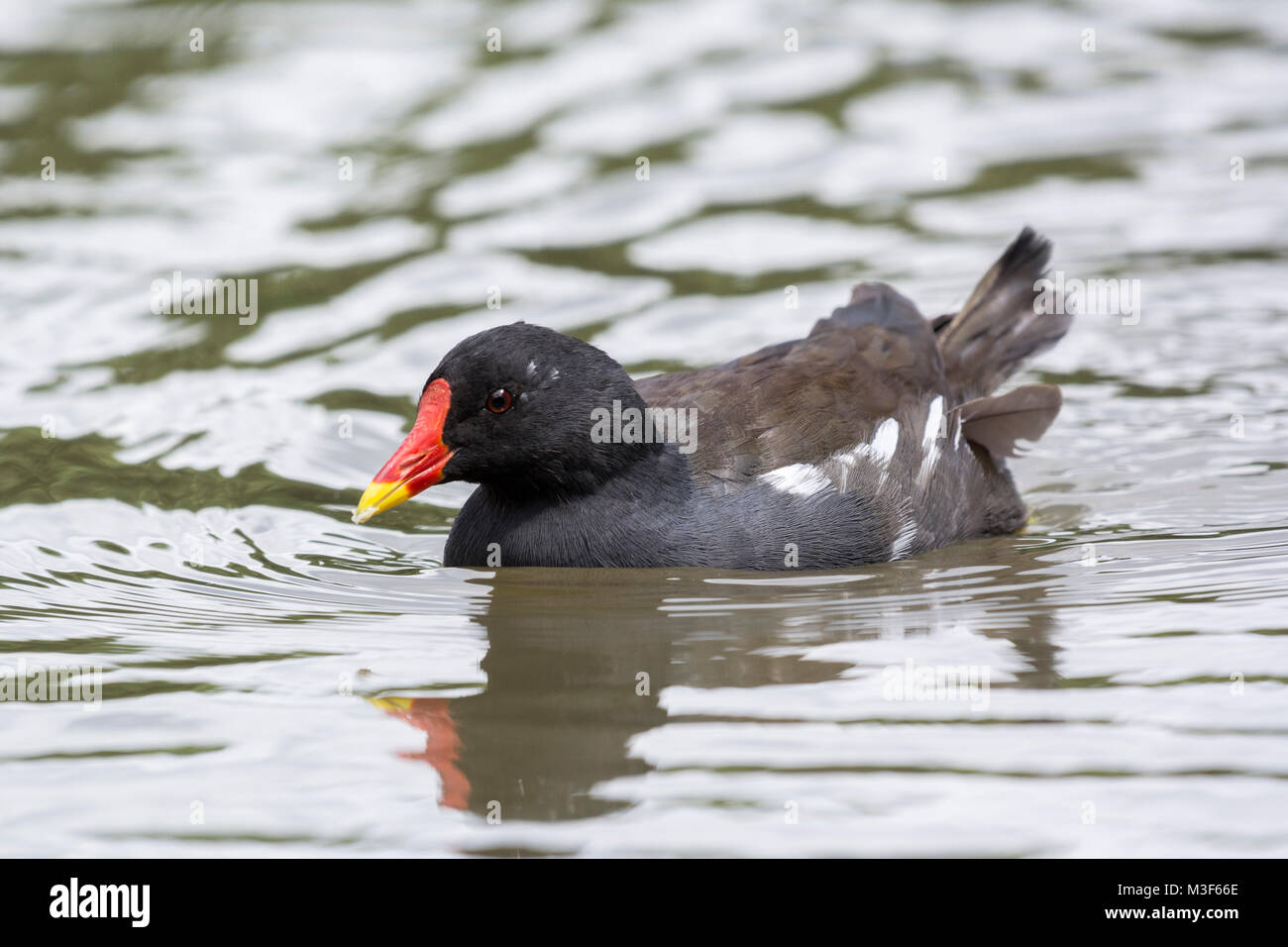 The Moorhen also known as Marsh Hen Stock Photo - Alamy