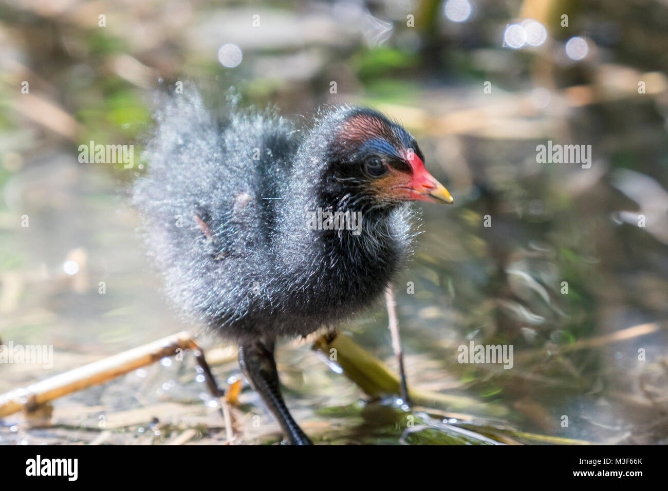 The Moorhen also known as Marsh Hen Stock Photo - Alamy