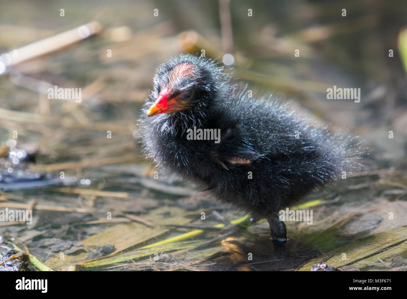 Marsh hen hi-res stock photography and images - Alamy