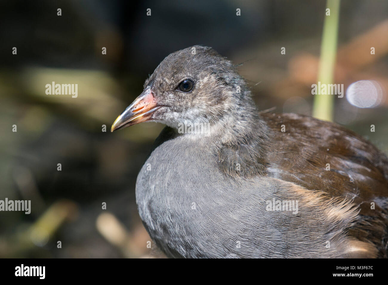 The Moorhen also known as Marsh Hen Stock Photo - Alamy