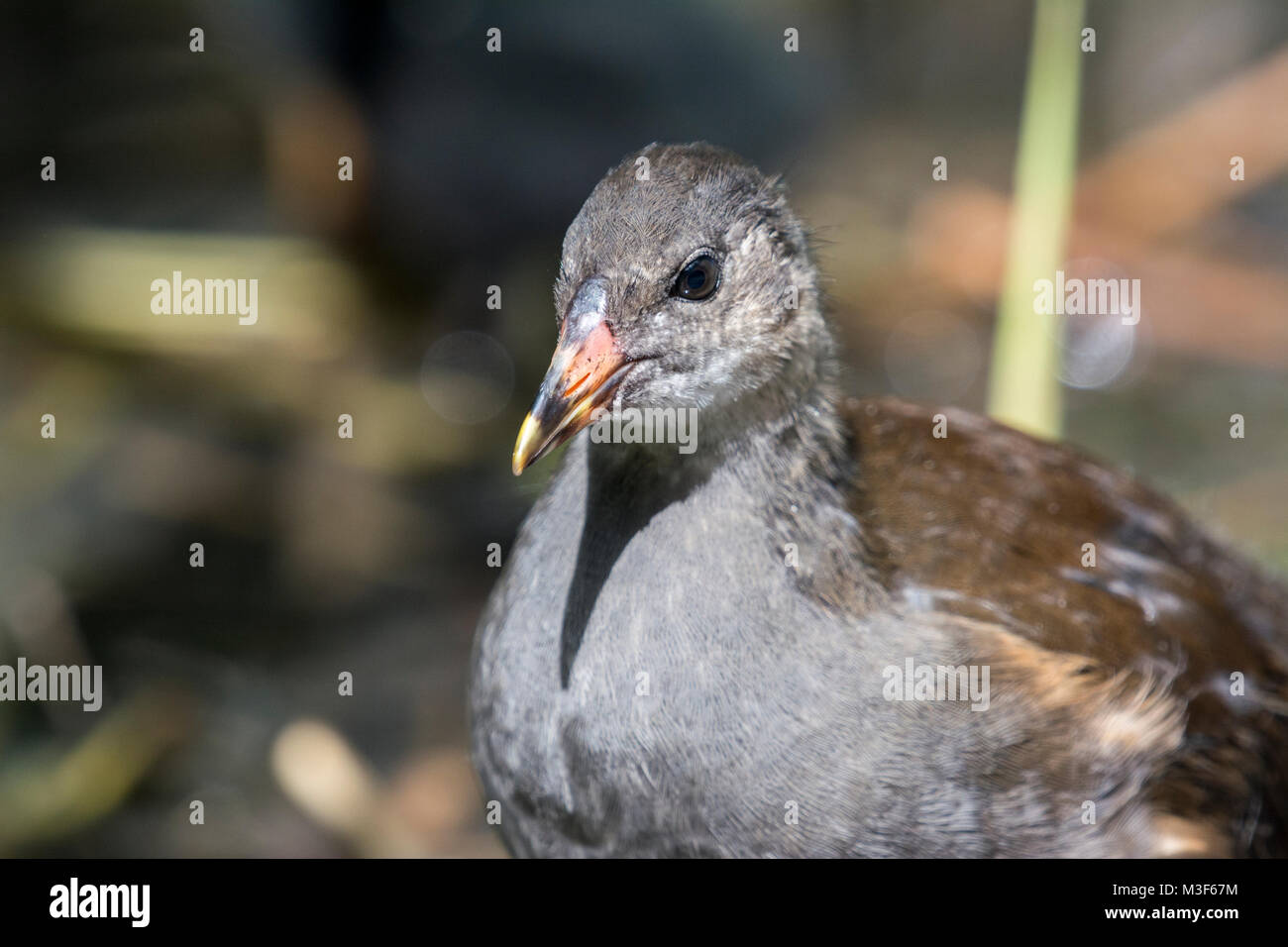 The Moorhen also known as Marsh Hen Stock Photo - Alamy