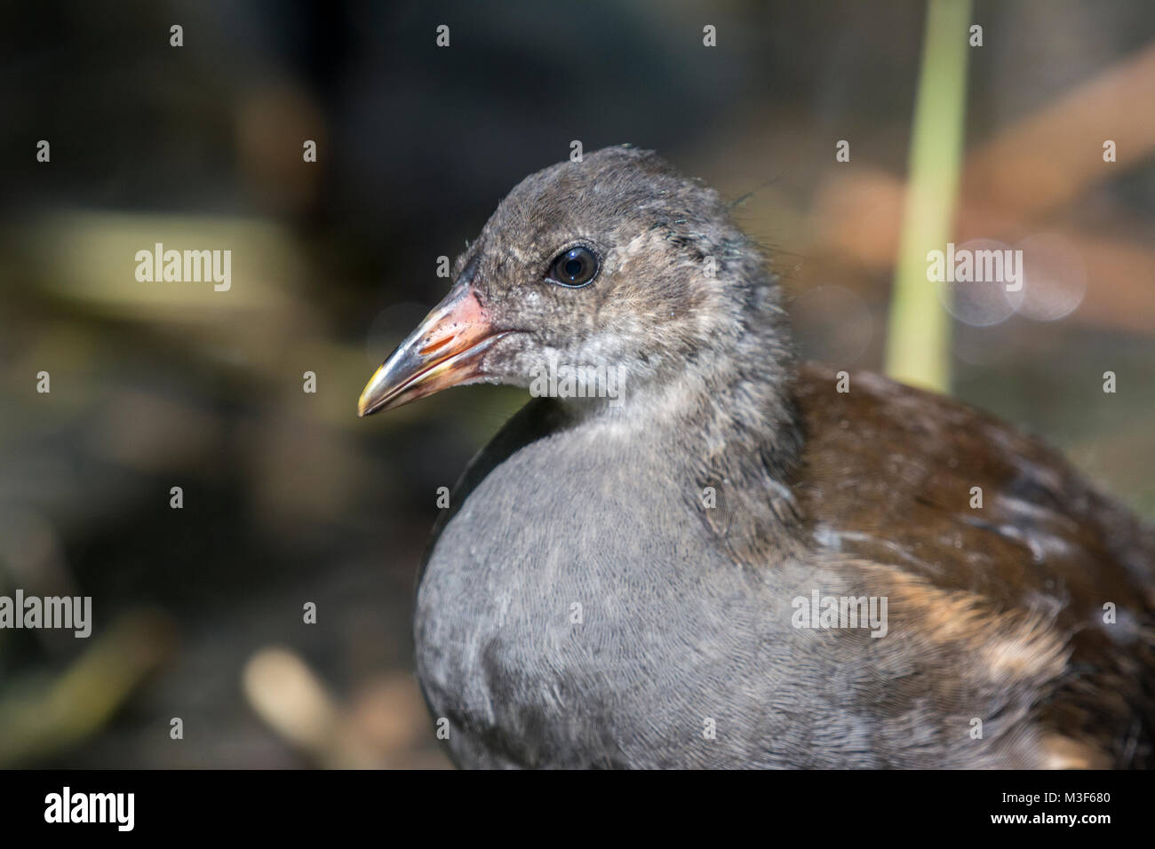 The Moorhen also known as Marsh Hen Stock Photo - Alamy