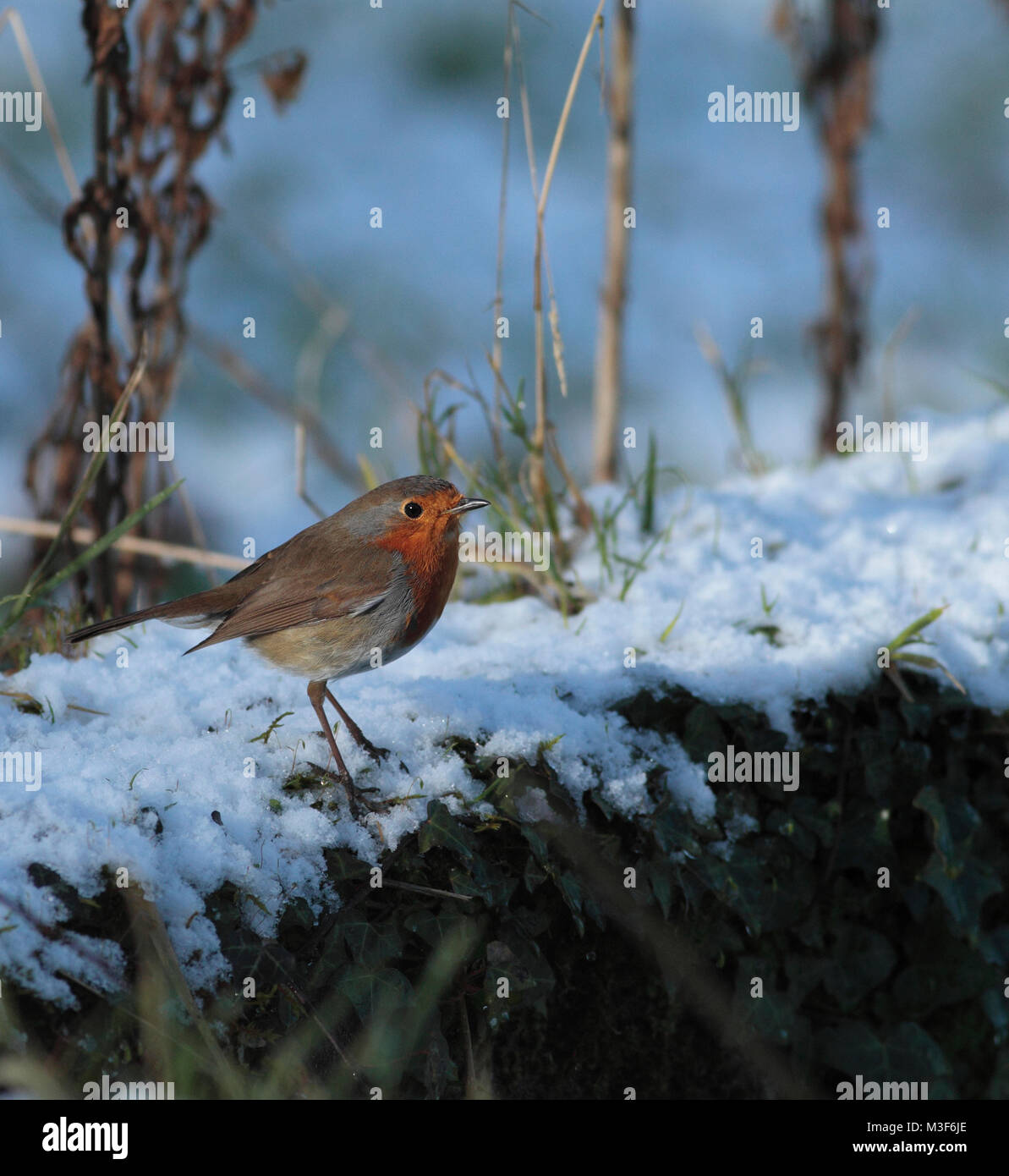 Robin flying snow hi-res stock photography and images - Alamy
