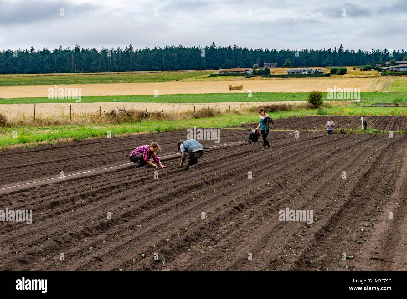 Hand planting at Willowood Farm of Ebey's Prairie Stock Photo - Alamy