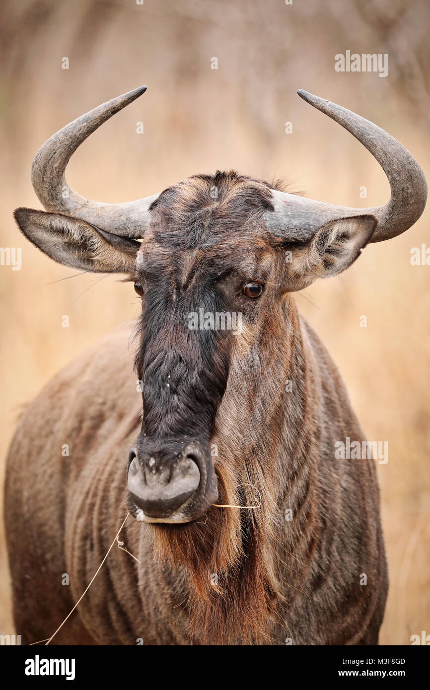 Wildebeest face hi-res stock photography and images - Alamy