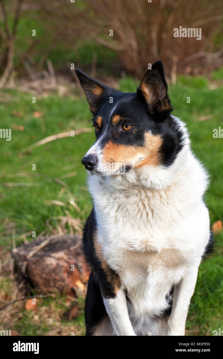 Tri colour border collie hi-res stock photography and images - Alamy