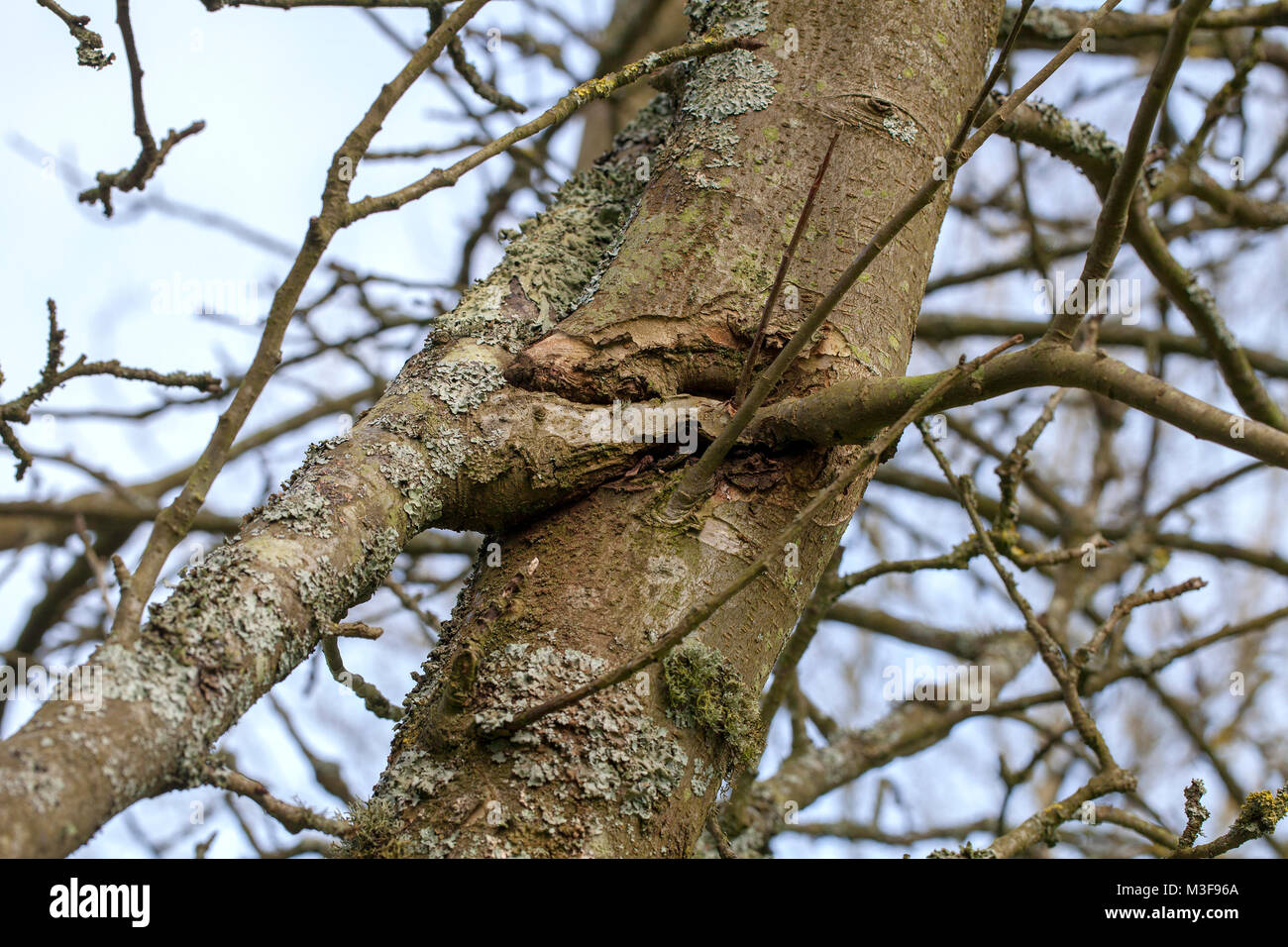 Branches growing into one another hi-res stock photography and images ...