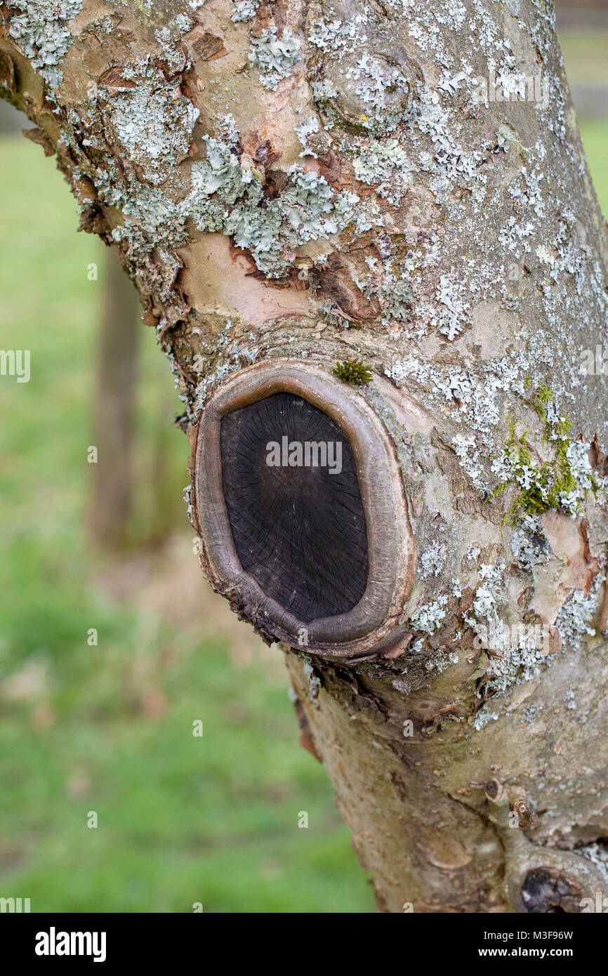 A partially healed wound on a apple tree Stock Photo - Alamy
