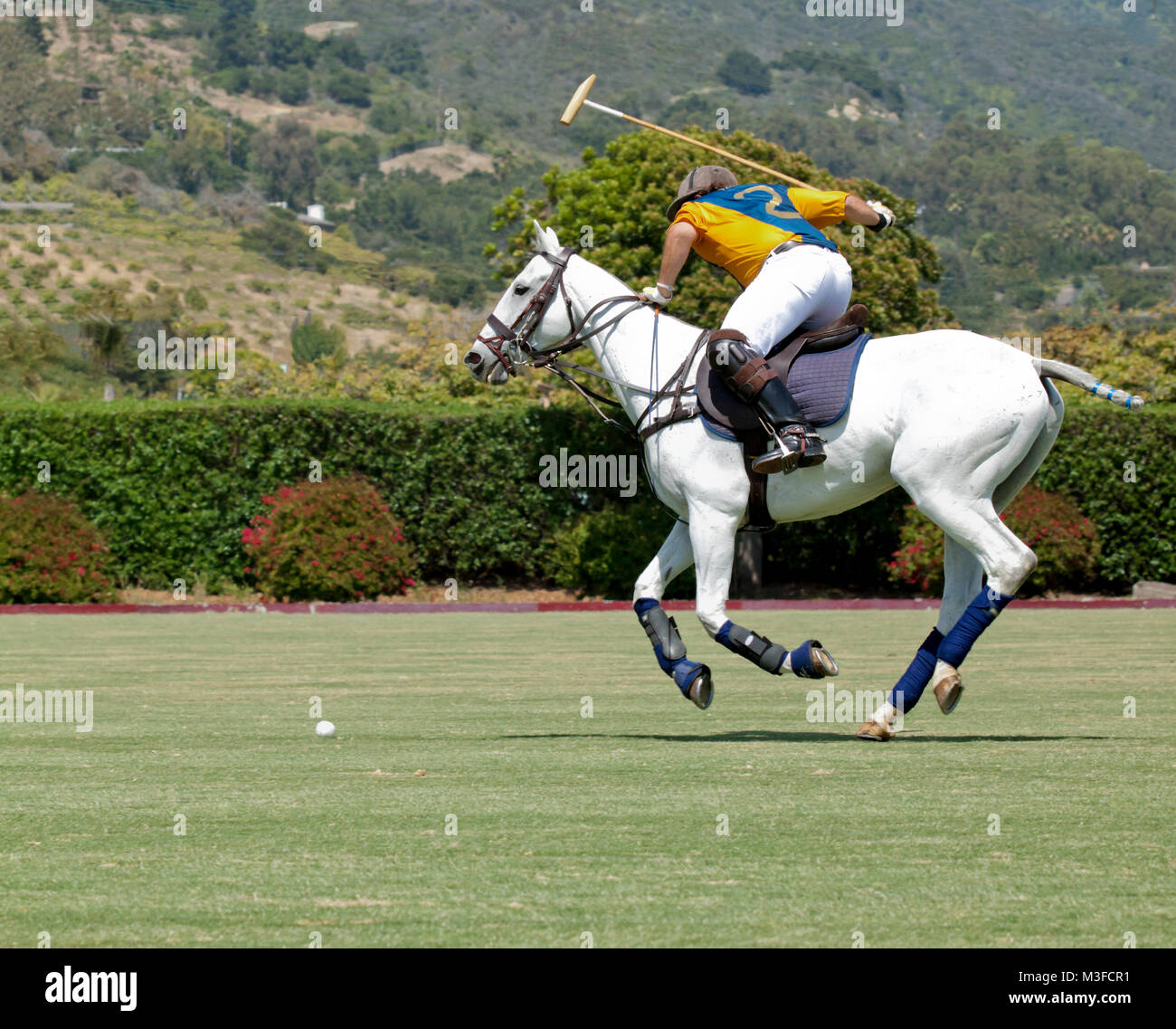 Polo player practice session Stock Photo - Alamy