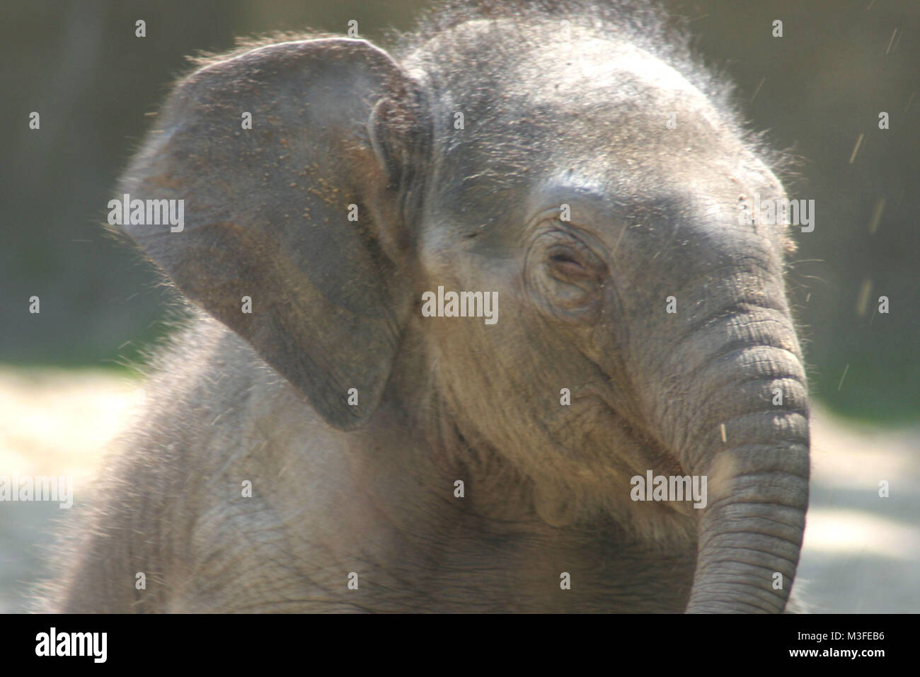 Elegantes Wie Alt Werden Elefanten Im Zoo Bild