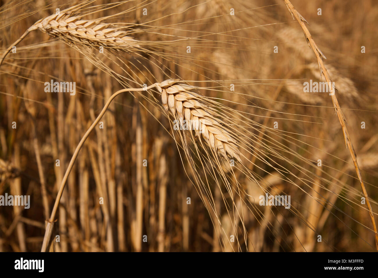 durum wheat 3 Stock Photo - Alamy