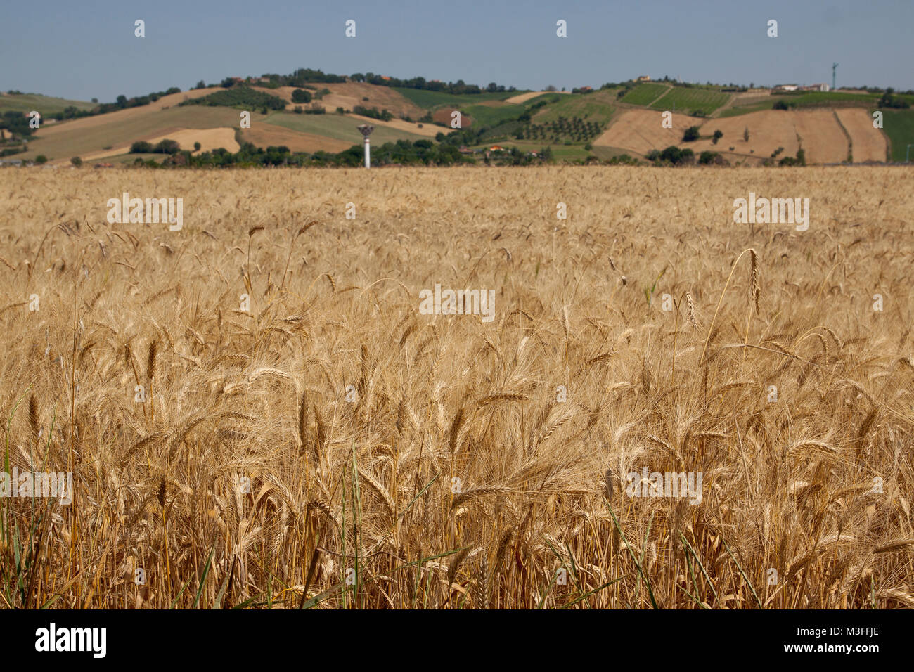 Mature durum wheat hi-res stock photography and images - Alamy