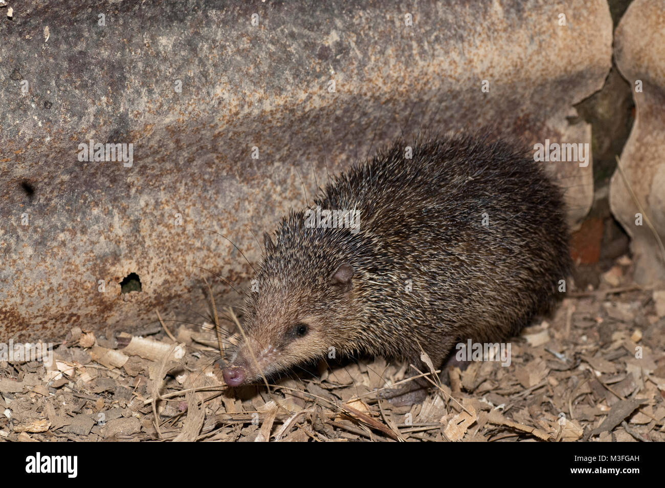 Tenrec madagascar hi-res stock photography and images - Alamy