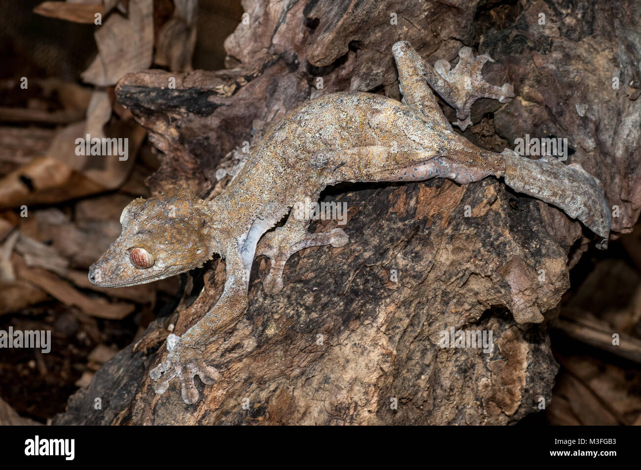 Leaf Tailed Gecko Stock Photo - Alamy