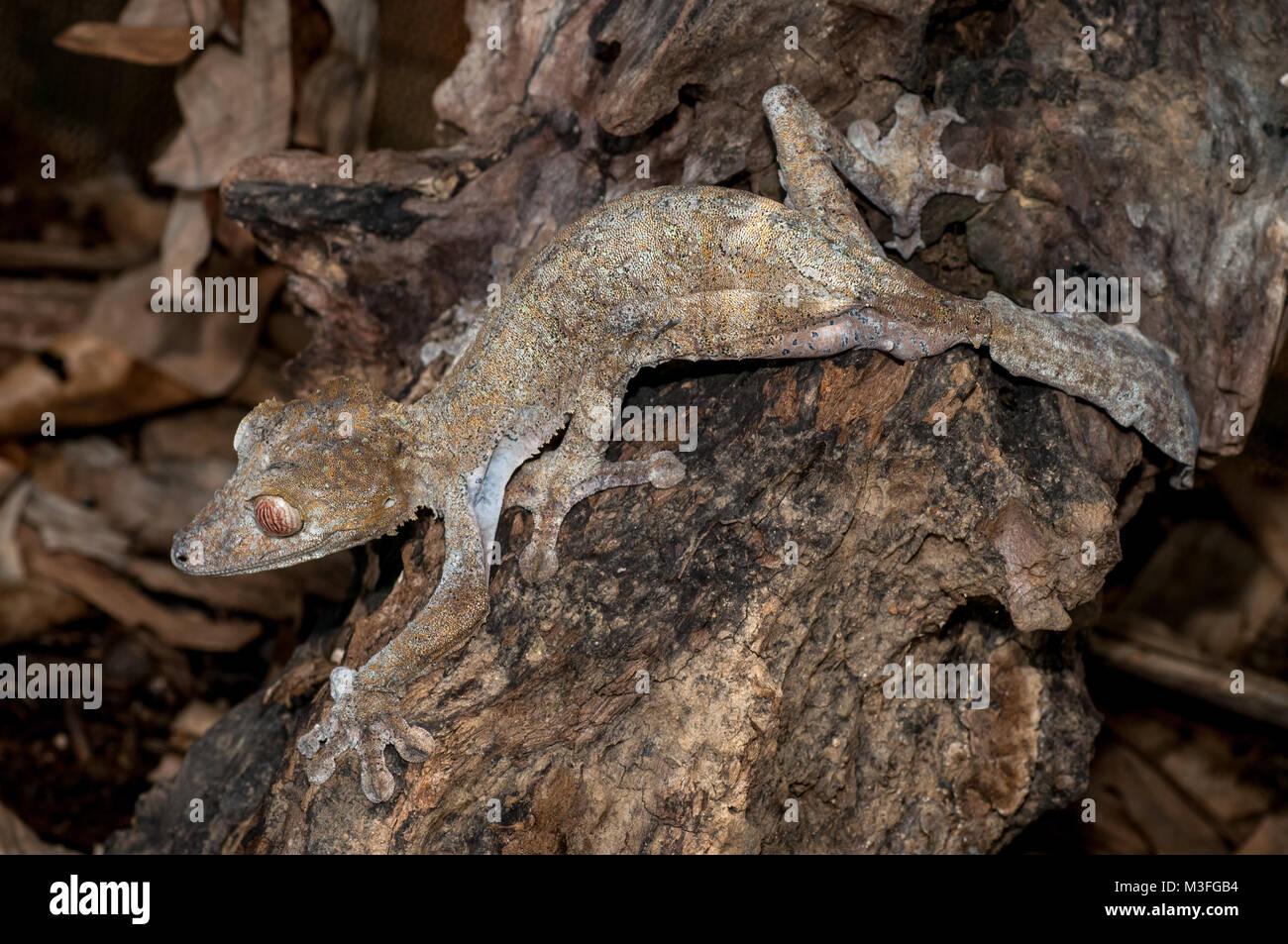 Leaf Tailed Gecko Stock Photo - Alamy
