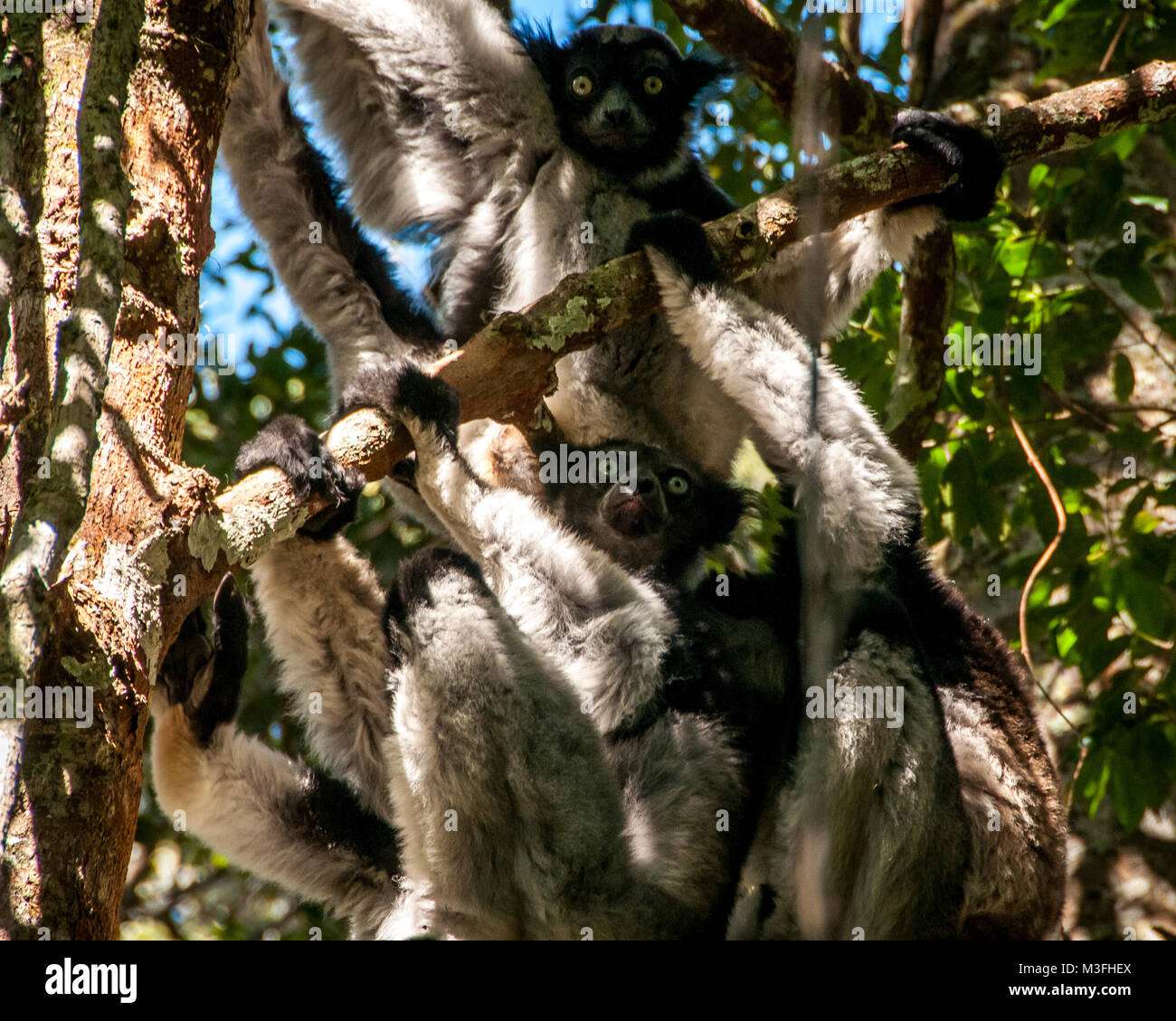 Indri Lemur in Tree Stock Photo - Alamy