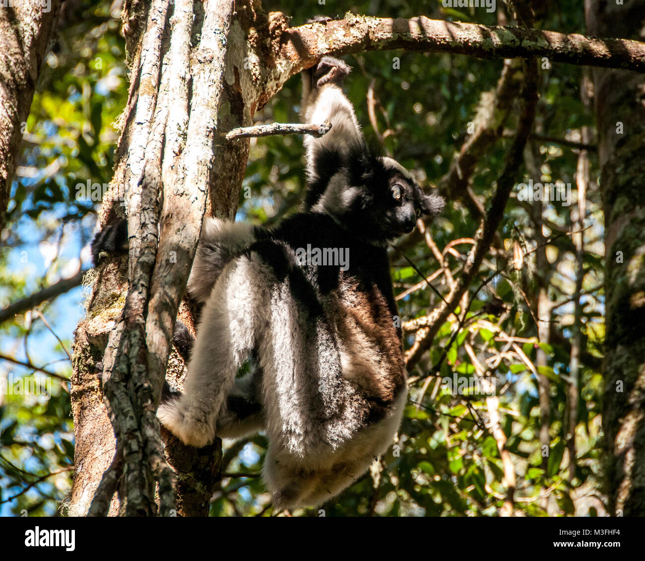 Indri Lemur in Tree Stock Photo - Alamy