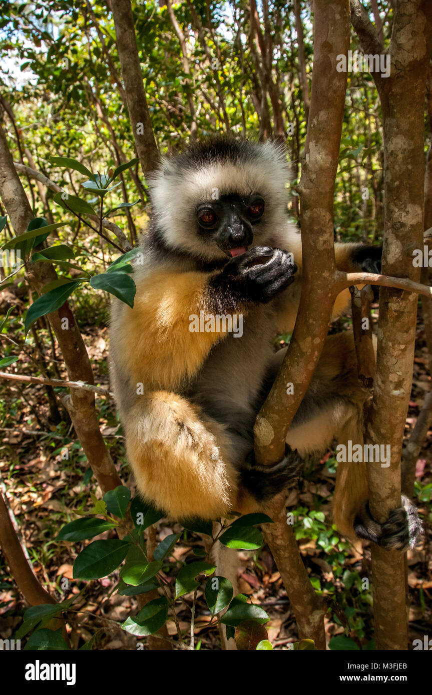 Diademed Sifaka Lemur Stock Photo - Alamy