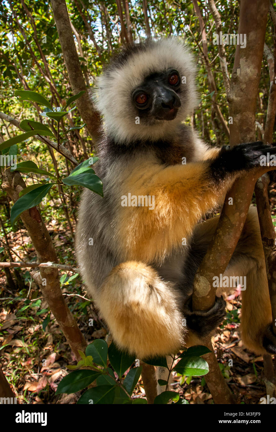 Diademed Sifaka Lemur Stock Photo - Alamy