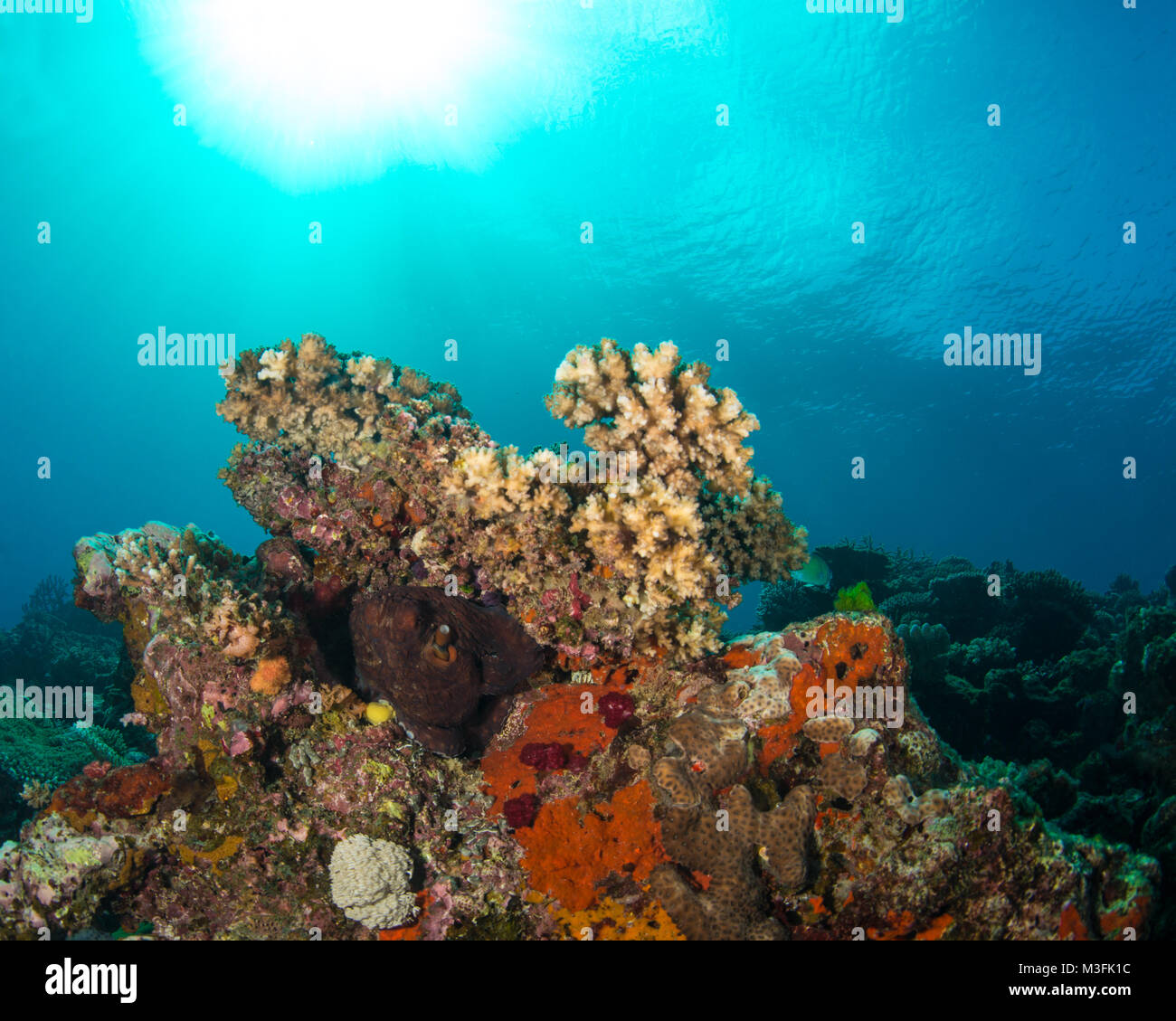 Water well and animals hi-res stock photography and images - Alamy