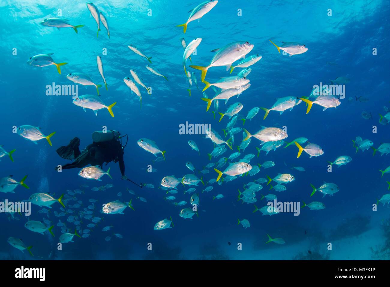 Colorful fish swimming through reef hi-res stock photography and images ...