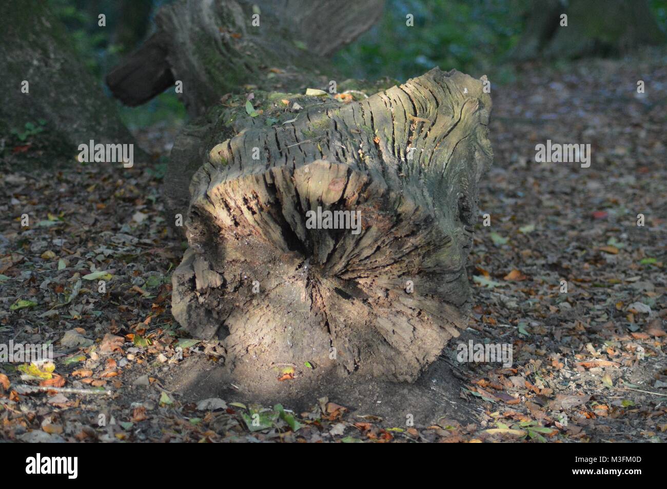 Rotting Tree Branch High Resolution Stock Photography and Images - Alamy