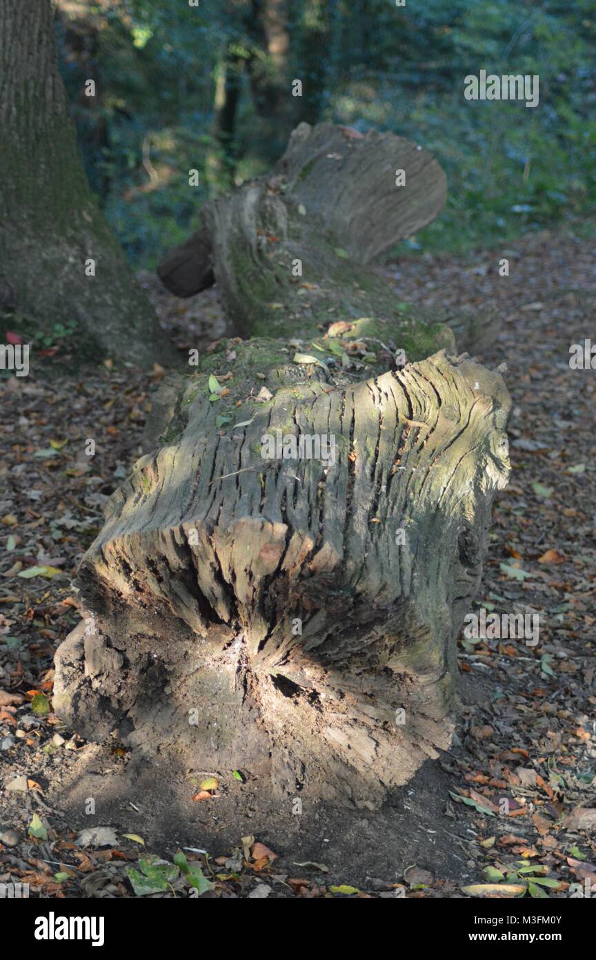 Rotting tree branch hi-res stock photography and images - Alamy