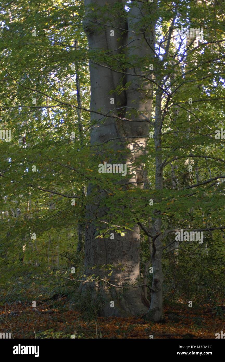 Forked trunk hi-res stock photography and images - Alamy