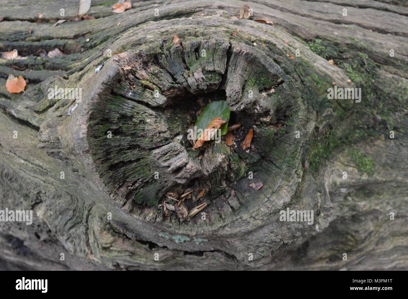 Tree knot hi-res stock photography and images - Alamy